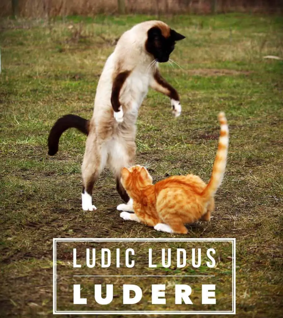 What Is 'Ludic Reading'? | SLAP HAPPY LARRY