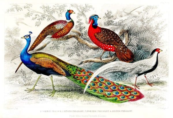 Mr Reginald Peacock's Day by Katherine Mansfield Short Story Analysis ...