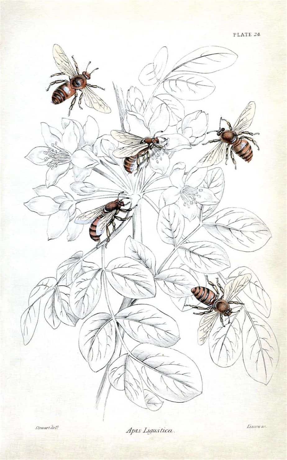 Bees and Wasps in Art and Illustration | SLAP HAPPY LARRY