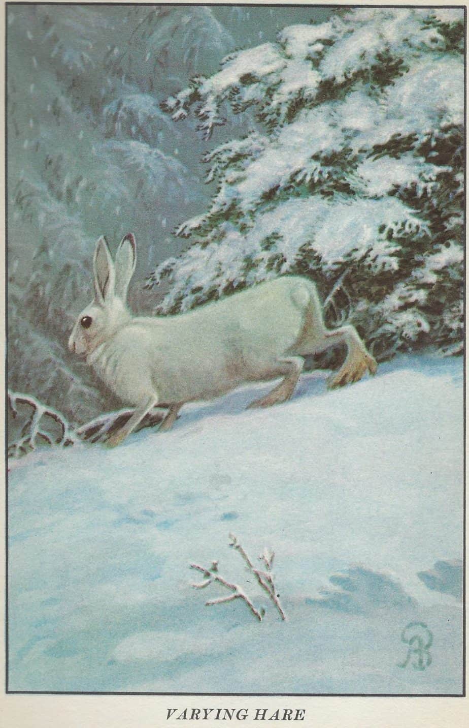 Rabbits and Hares in Art and Storytelling | SLAP HAPPY LARRY