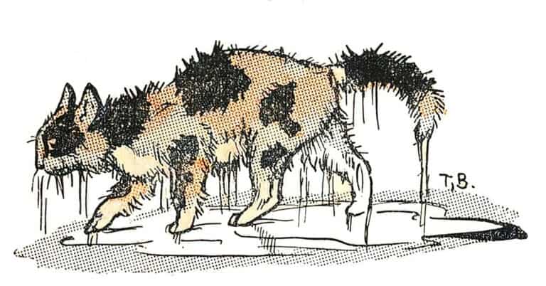 Unappealing Cats In Illustration | SLAP HAPPY LARRY