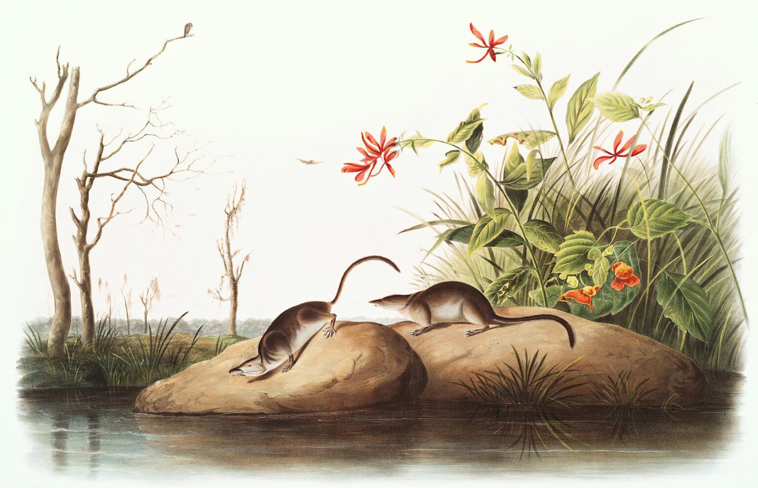 Swamps, Marshes, Quicksand And Sinking In Storytelling – SLAP HAPPY LARRY