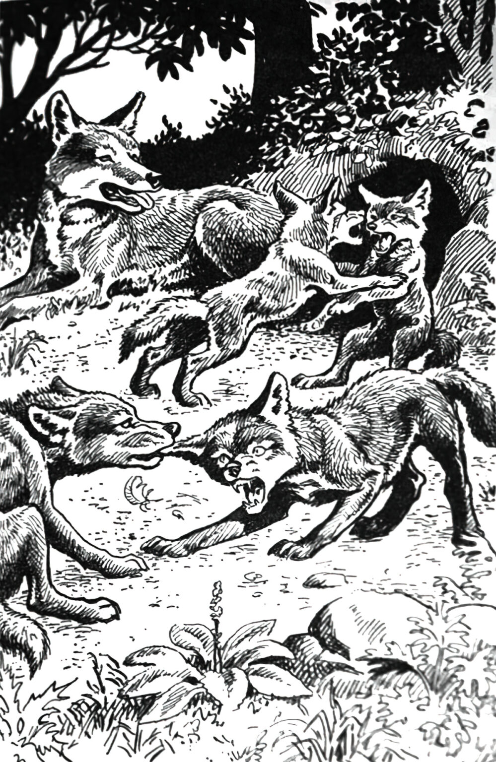 Wolves In Children's Literature | SLAP HAPPY LARRY