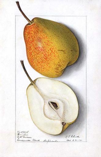 Poperin Pear