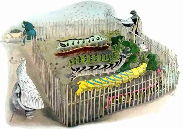 The Very Hungry Caterpillar Picture Book Analysis | SLAP HAPPY LARRY