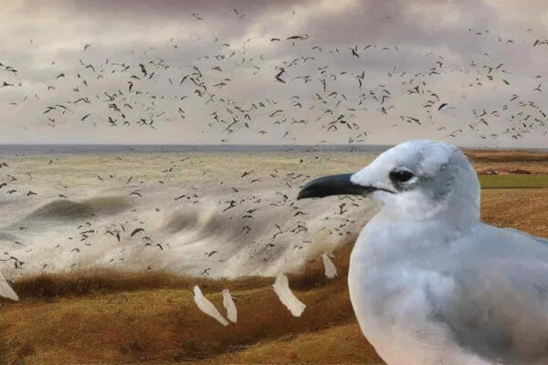 The Birds by Daphne du Maurier Short Story Analysis | SLAP HAPPY LARRY