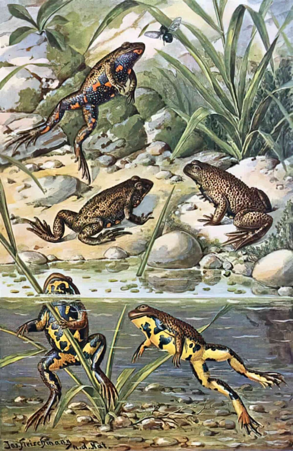 Frogs and Toads in Art and Storytelling | SLAP HAPPY LARRY