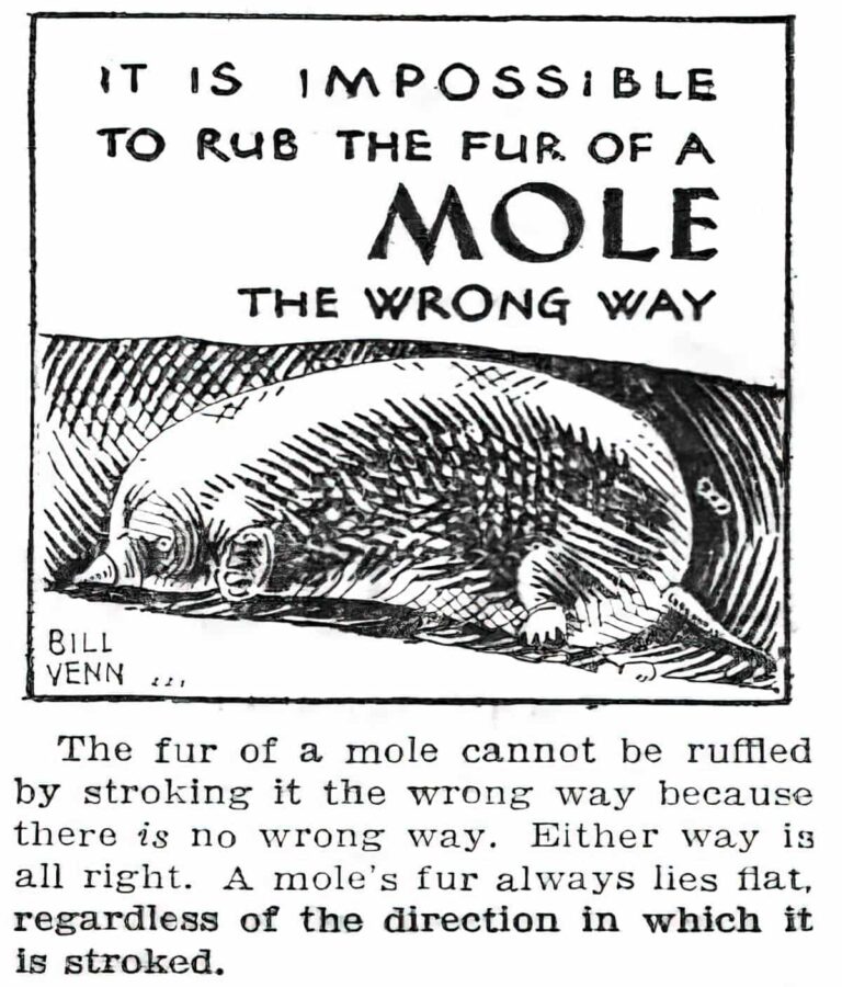 The Story Of The Little Mole Who Knew It Was None Of His Business by ...