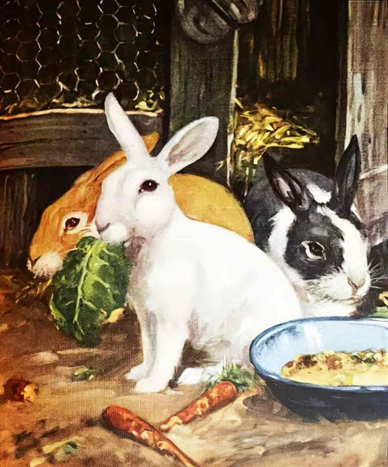 Rabbits and Hares in Art and Storytelling | SLAP HAPPY LARRY